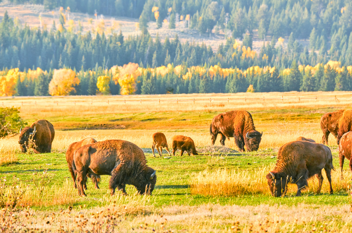 Data Tools for Native Ranchers – Native Land Information System